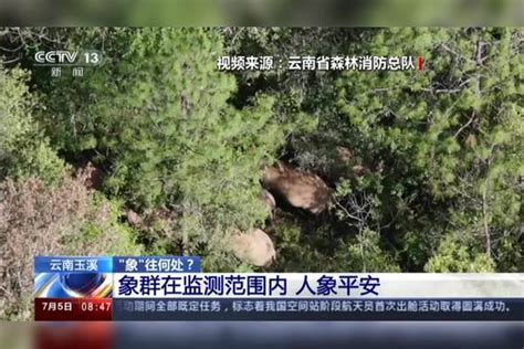 云南玉溪：“象”往何处？ 象群在监测范围内 人象平安