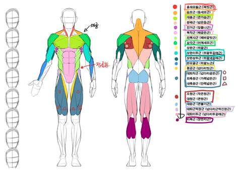 「수업자료 중 일부 해부학의 경우 드로잉에서 주로 사용되는 근육들 위주로 소개하고 필요에 따라 가동 원리 」f K 7서코 Co 57の漫画