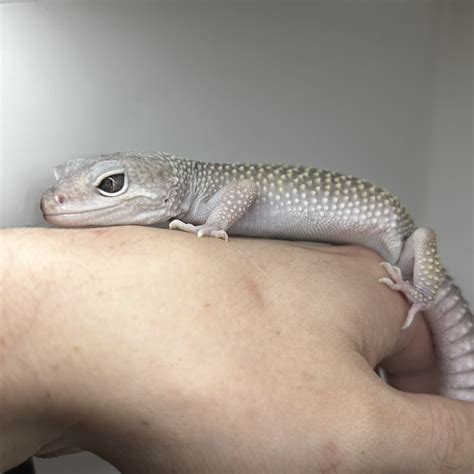 Leopard Gecko Adult Blizzard Female Predator And Prey Exotics