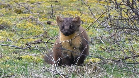 Rare Pine Marten Makes Mile Yorkshire Journey Bbc News
