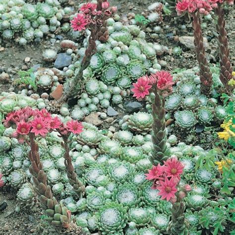33 Best Succulent Ground Covers Succulent Garden Web