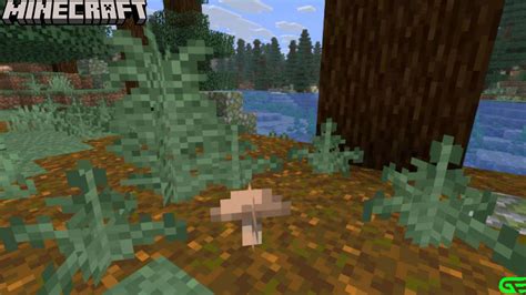 盘点：minecraft Ferns——被忽视的地上世界珍宝