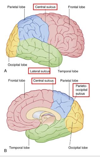 Anatomy Of The Brain Flashcards Quizlet