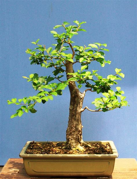 Progression Chinese Privet 1 Bonsai South