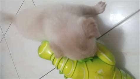 Chow Chow Youtube