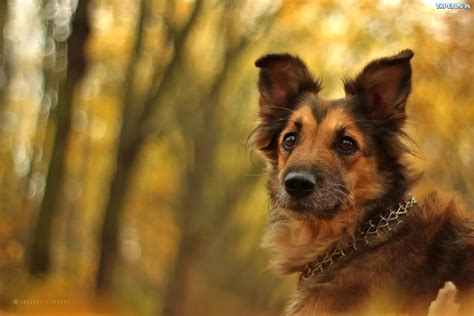 Pies Suczka Kundelek Shila