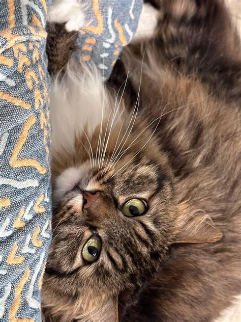 Pretty Girl R Catpics