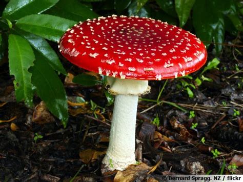 Amanite Tue Mouche Fausse Oronge Amanita Muscaria Stuffed Mushrooms