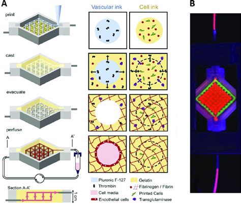 A Illustration Of Tissue Manufacturing Process B Photograph Of A