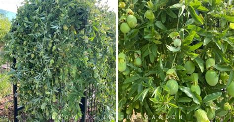 How To Grow Passion Flower Vine Growing In The Garden