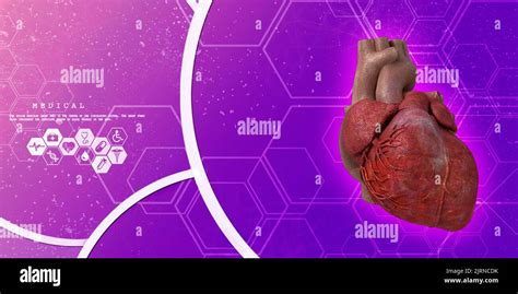 Anatomia Del Corpo Umano E Del Cuore 3d Immagini E Fotografie Stock Ad