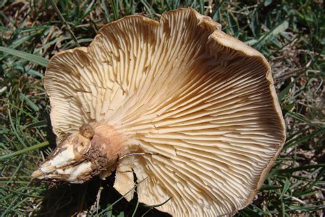 Biología De Los Hongos El Pie Formas Y Caracteres Especiales Cesta