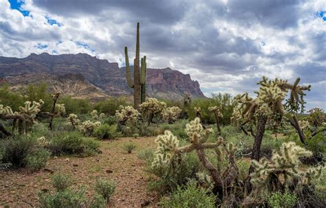 Premium Photo Saguaro Cactus And Sonoran Desert Landscape With