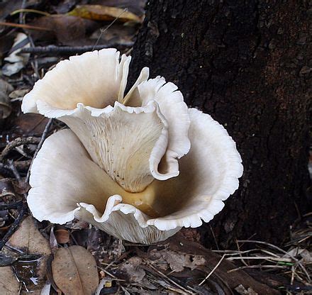 Fungi Wikipedia La Enciclopedia Libre