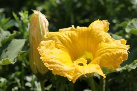 Why Your Zucchini Plants Have Flowers But No Fruit
