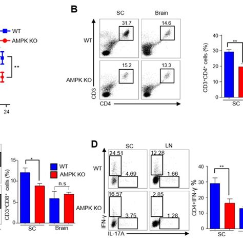 Young Ampkα1 Flfl Foxp3 Yfp Cre Ampk Ko Mice Show Less Inflammatory