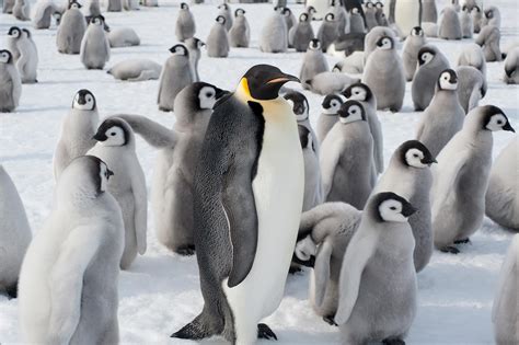 The Emperor Penguins Expedition Ultima Antarctic Expeditions