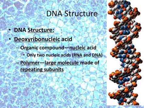 PPT Nucleic Acids And Protein Synthesis DNA RNA And How Its Done
