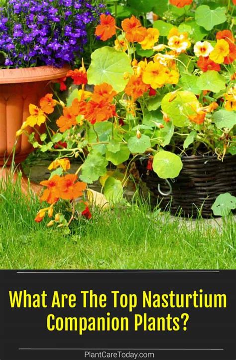 What Are The Top Nasturtium Companion Plants