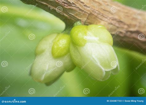 Young Buds Sprouting From The Stem Stock Image Image Of Lateral Budding 234387733