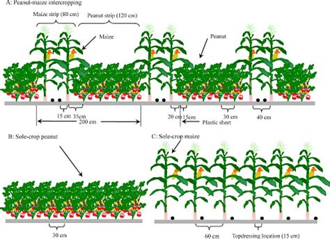 Sole Cropping Agriculture Notes