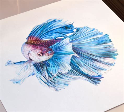 How To Draw A Realistic Betta Fish Siamese Fighting Fish Betta Fish Images And Photos Finder