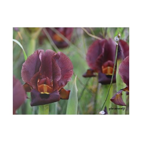 Capturing Iris Magic Artistic Photography Canvas Prints For Home Decor