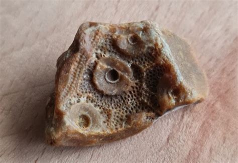 Squid Suckers What Do You Think Fossil Id The Fossil Forum Squid Suckers What Do You Think Fossil Id The Fossil Forum