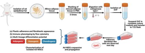 Isolation Of Rat Adipose Tissue Mesenchymal Stem Cells For