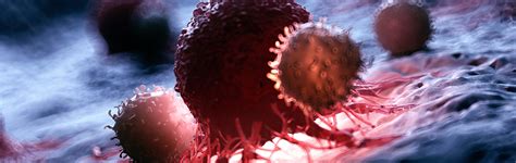 Immunotoxicology Postgraduate Education In Toxicology