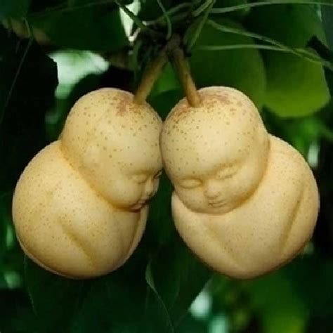 Hot Sell 20 pcs Rare Baby Ginseng Fruit Seeds pear tree seeds sapodilla ...