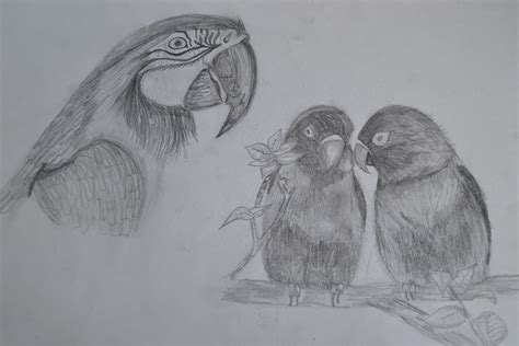 Pencil Drawing Love Birds Bestpencildrawing