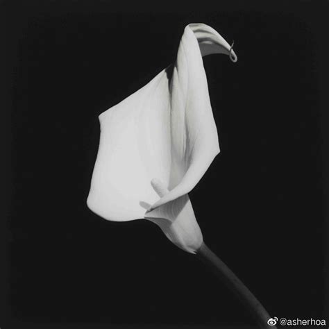美国摄影师罗伯特·梅普尔索普（robert Mapplethorpe