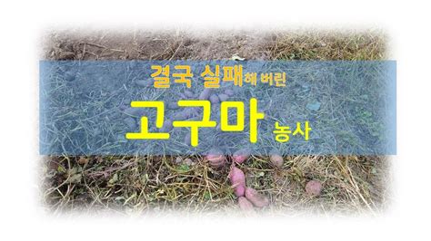 나답게 농사 결국 실패 해 버린 고구마 농사 이렇게 하면 고구마 농사 망해요 Youtube