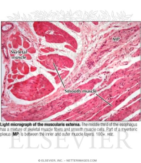 Light Micrograph Of The Muscularis Externa