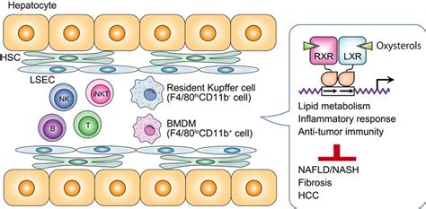 Ijms Free Full Text Liver X Receptors Regulate Cholesterol