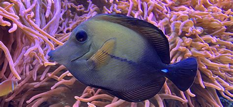 Dendronephthya Spp Species Profile Features And Distribution