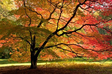 Calgary Tree Pruning And Removal Turning Leaf Tree Service Calgary Arborists