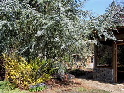 Voice In The Garden House Finch And Pileated Woodpecker