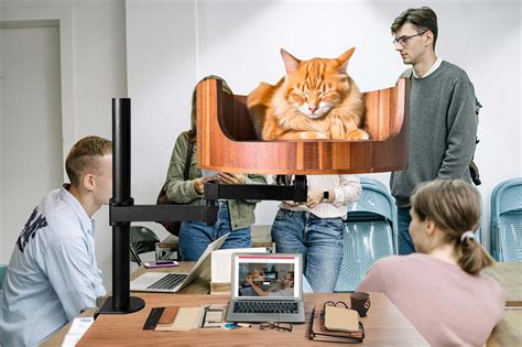How To Determine Gender Of Cat A Simple Guide Desk Cat Nest