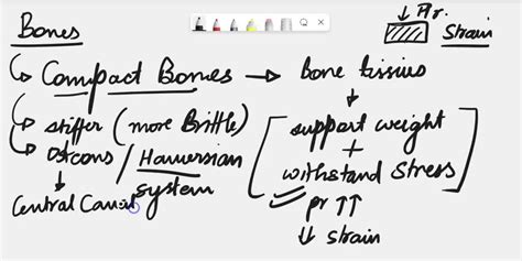 SOLVED The Structure Of Bone Tissue Suits The Function Which Of The Following Bone Tissues Is
