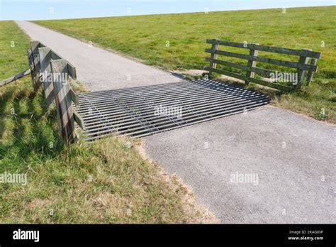 Cattle Grid Or Cattle Guard On A Seawall To Prevent Livestock From