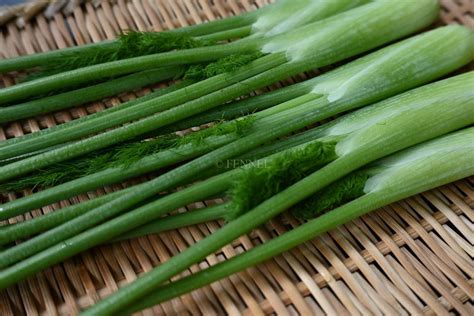 野菜紹介 スティッキオ （株）fennel ～ さいたまヨーロッパ野菜研究会ヨロ研生産者法人～