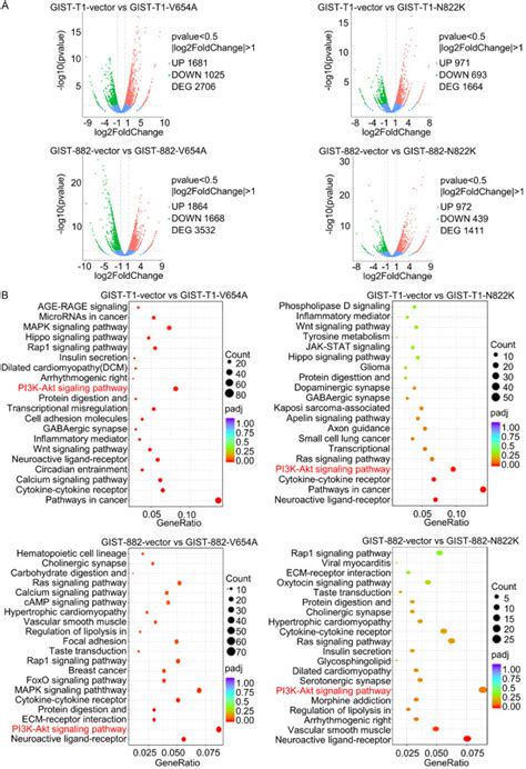 Preclinical Model Based Evaluation Of Imatinib Resistance Induced By Kit Mutations And Its