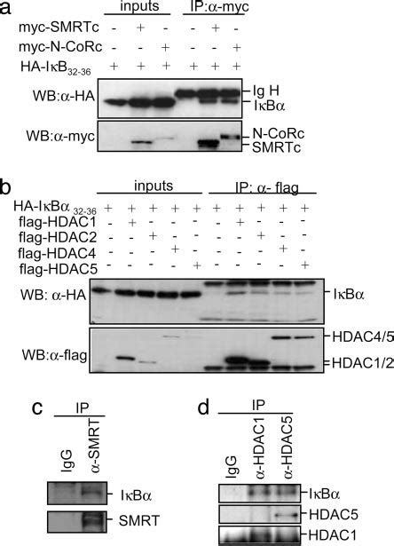 😍 In Eukaryotic Cells Repressor Proteins Inhibit Transcription By