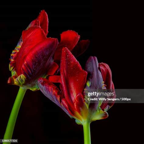 Lith Netherlands Photos And Premium High Res Pictures Getty Images