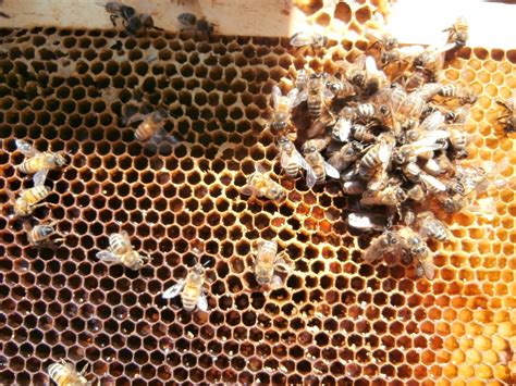 My Bee Journey Hive 1 Robbed