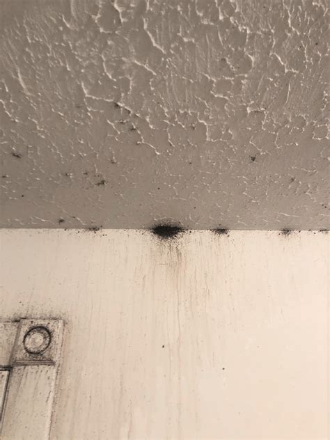 How To Spot The Signs Of A Bed Bug Infestation Four Seasons