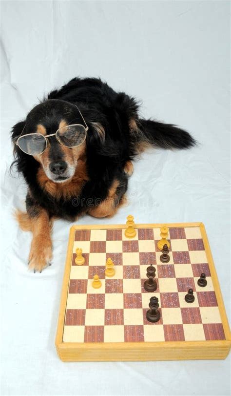 Cachorro Inteligente Jogando Xadrez Imagem De Stock Imagem De Branco