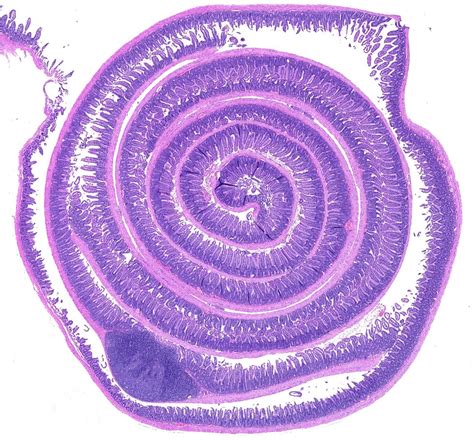 Histology Services For Research And Biotech Labs Ihisto